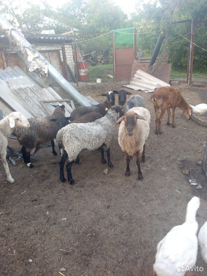 Овцы романовской породы