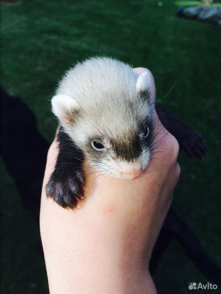 Хорек щенок