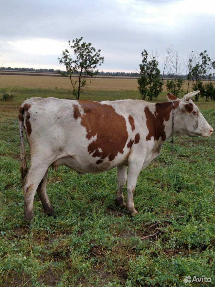 Корова айширская