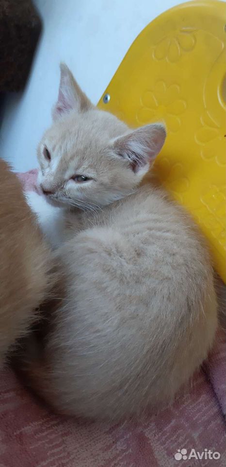 Кот