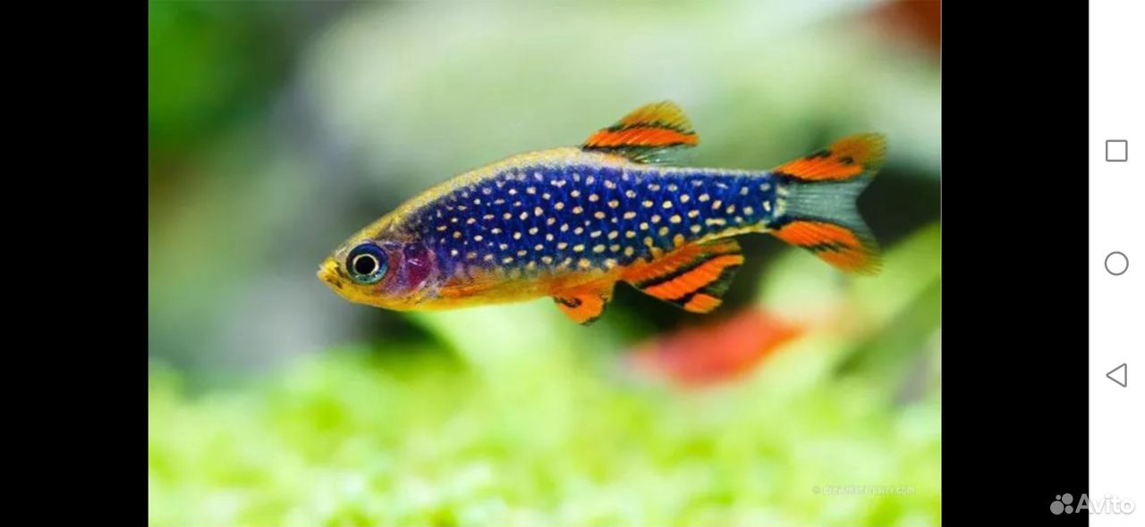 Продам рыбок Микрорасбора Галактика