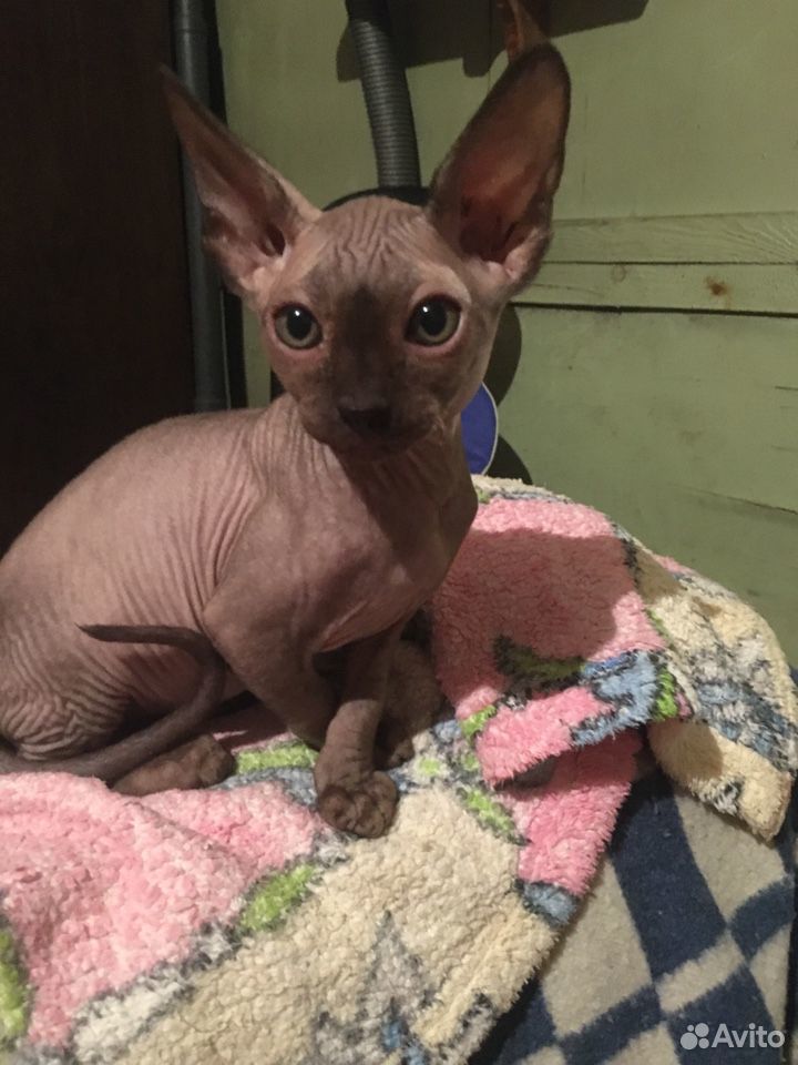 Продаются котята канадского сфинкса