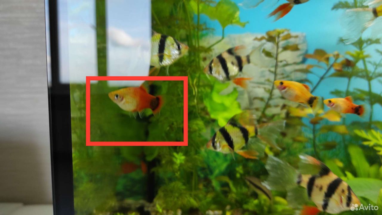 Аквариумные рыбки