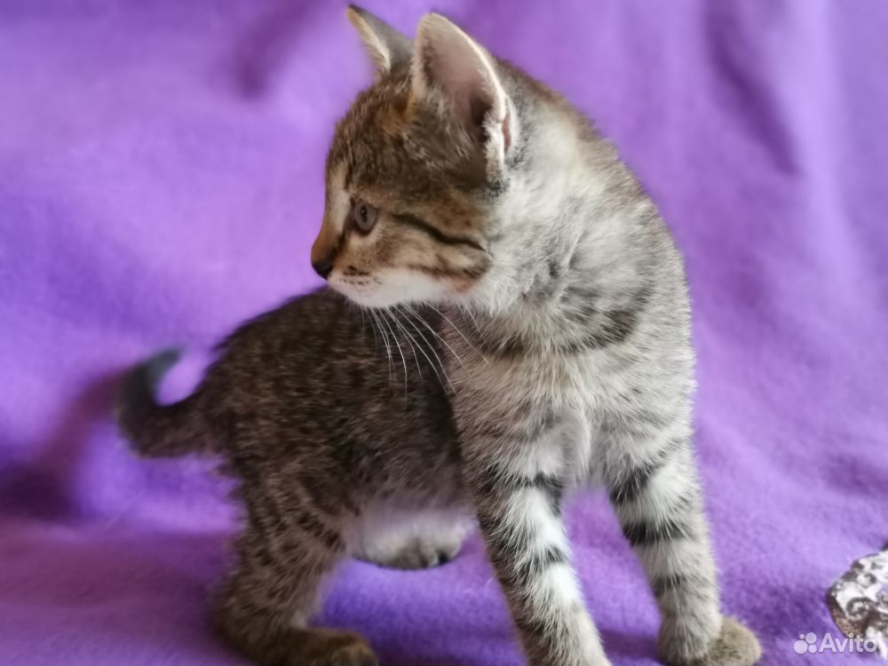 Котенок Мур-Амур