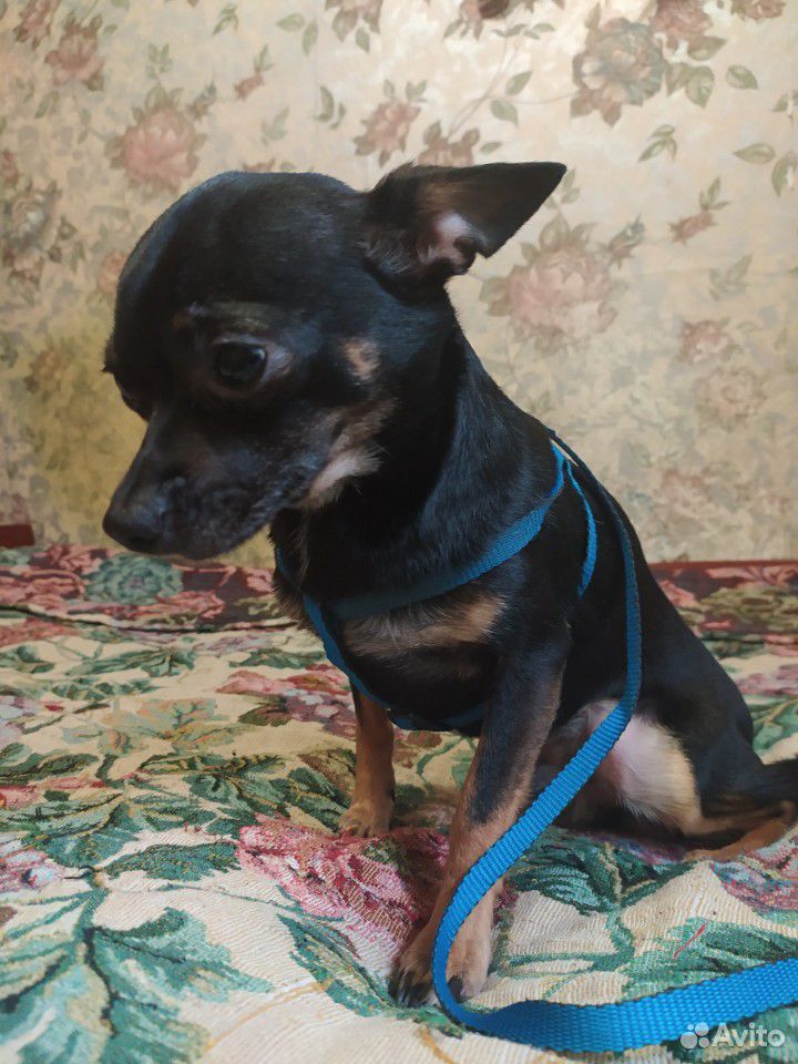 Той-терьер (мальчик, 1 год, послушный и игривый) +