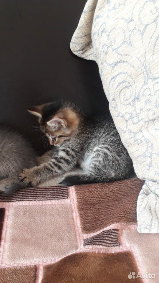 Тигровый котенок