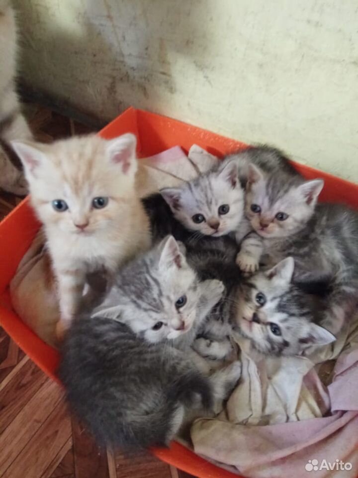 Шотландские котята