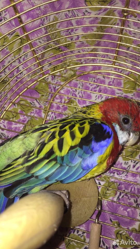 Попугай Розелла девочка
