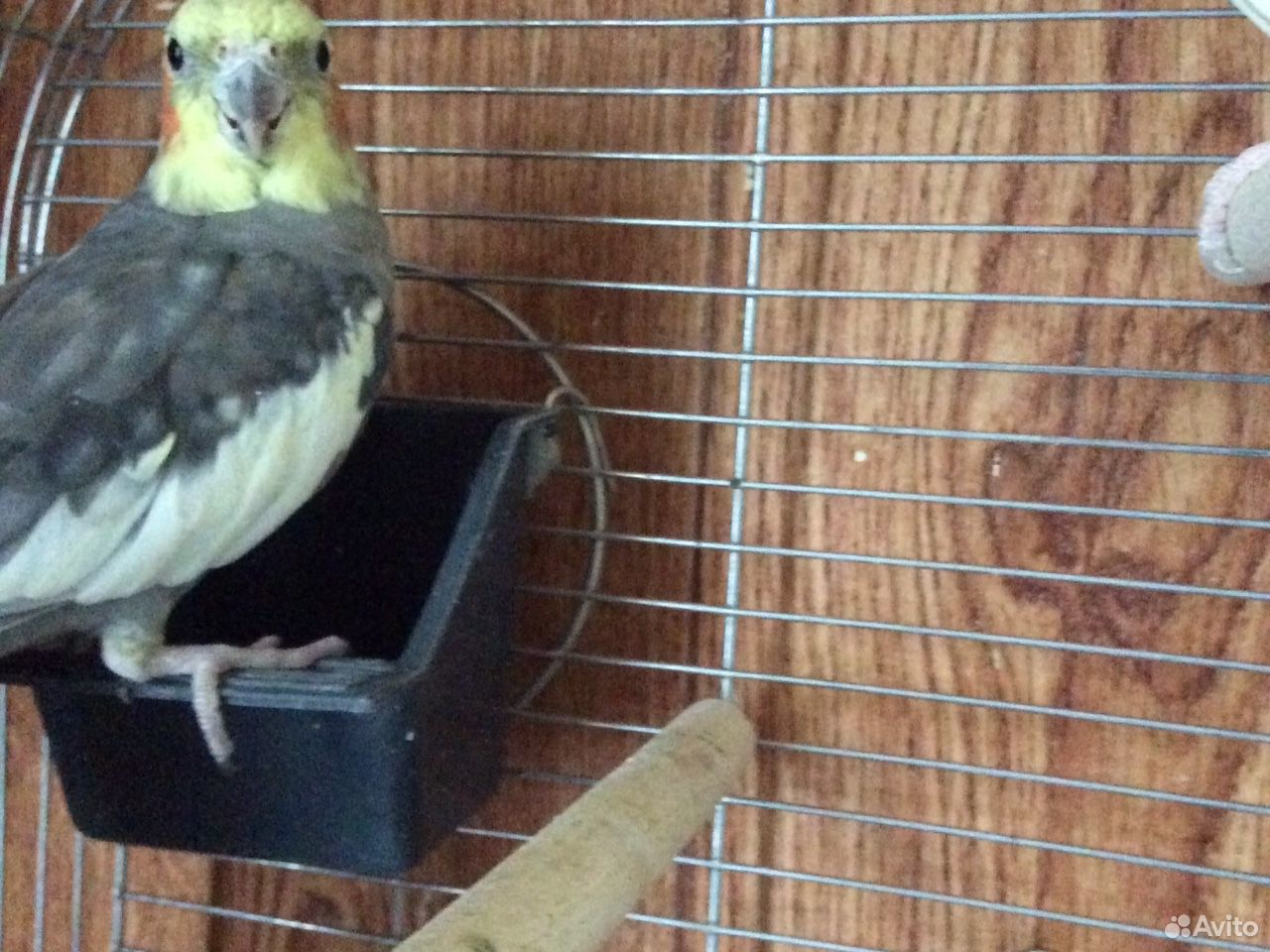 Попугай Карела мальчик