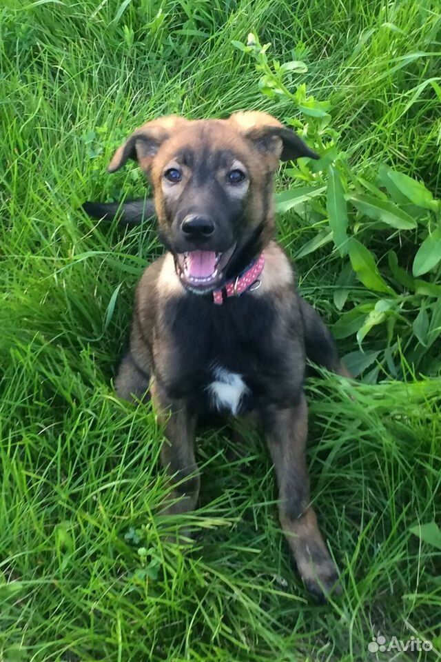 Руффи ищет хозяина и дом