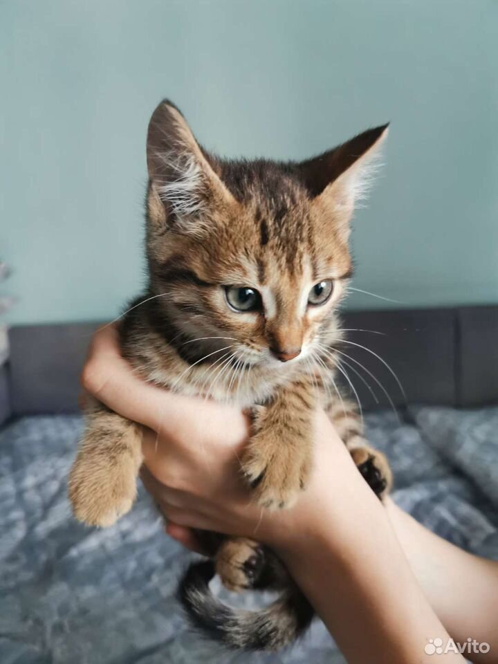 Котенок в добрые руки