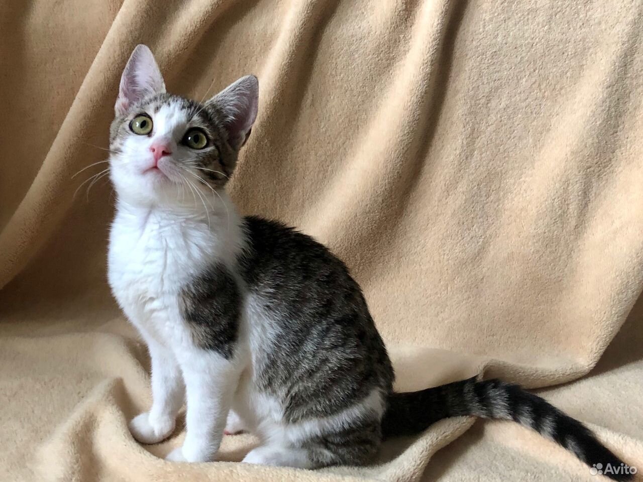 Котенок Маняша (3,5 месяца). Ищу ей семью