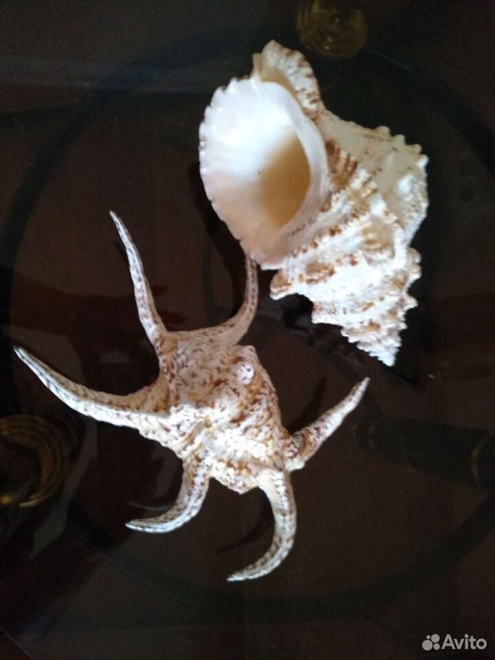 Раковины морских моллюсков