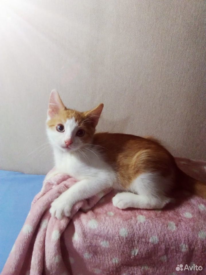 Рыжий котенок мальчик Левушка в дар