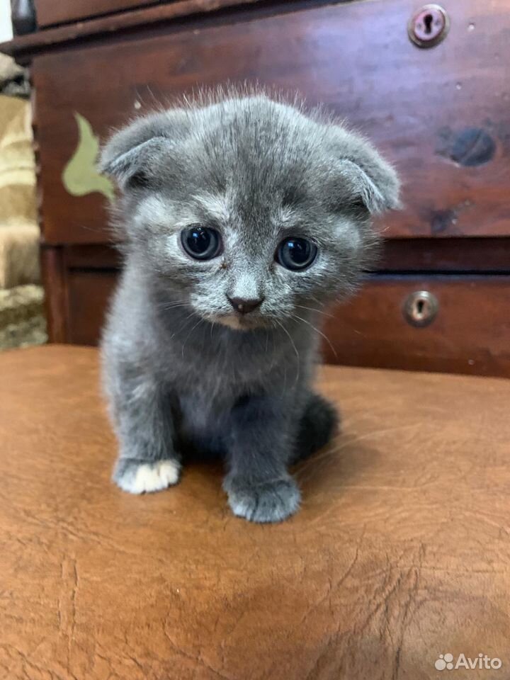 Шотландская