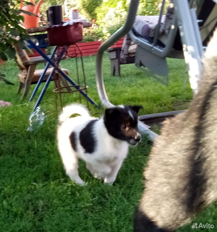 Продам щенков якутской лайки