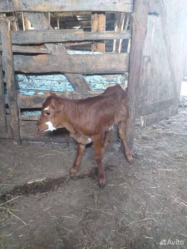 Телёнок, бычок
