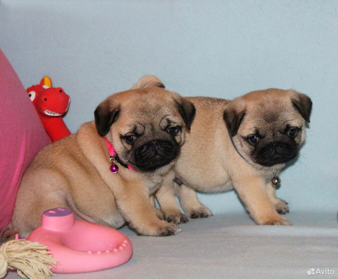Щенки Мопса