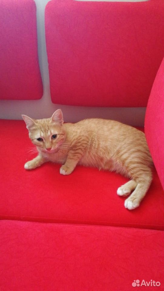 Котенок в дар