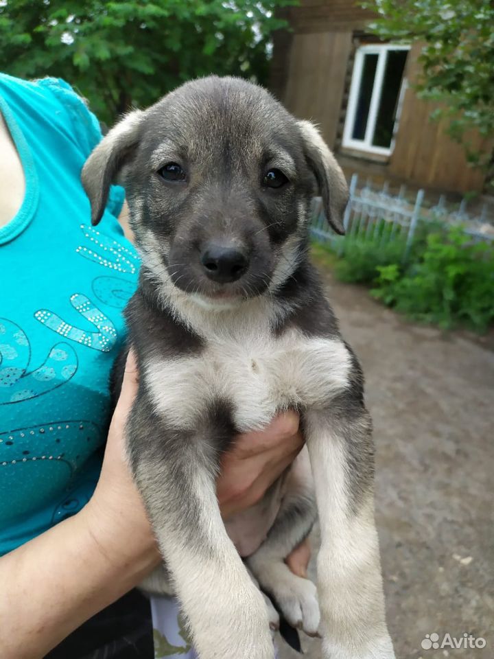 Щенки волчата