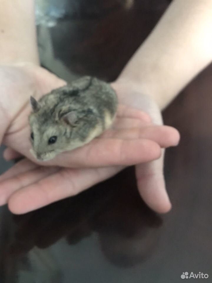 Джунгарский хомяк