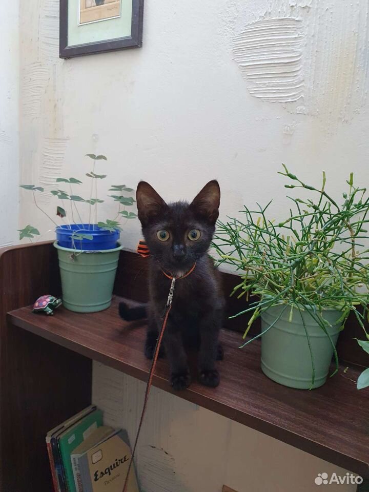 Котенок