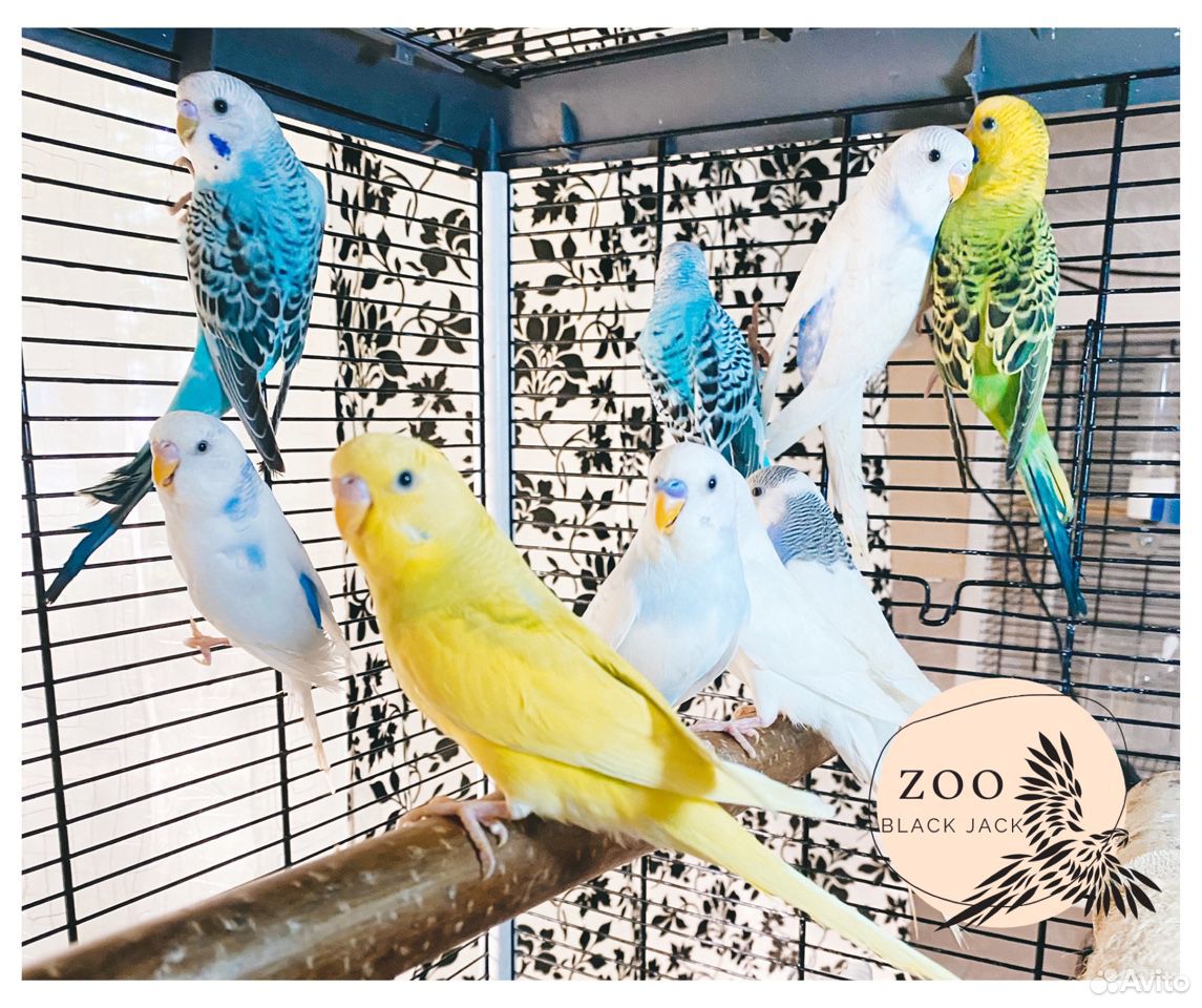 Волнистый попугай, самцы