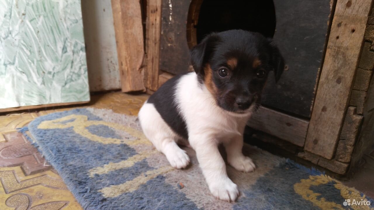 Отдам хорошим людям