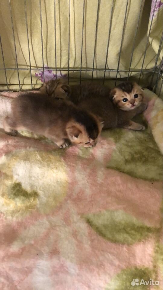 Вислоухий котик