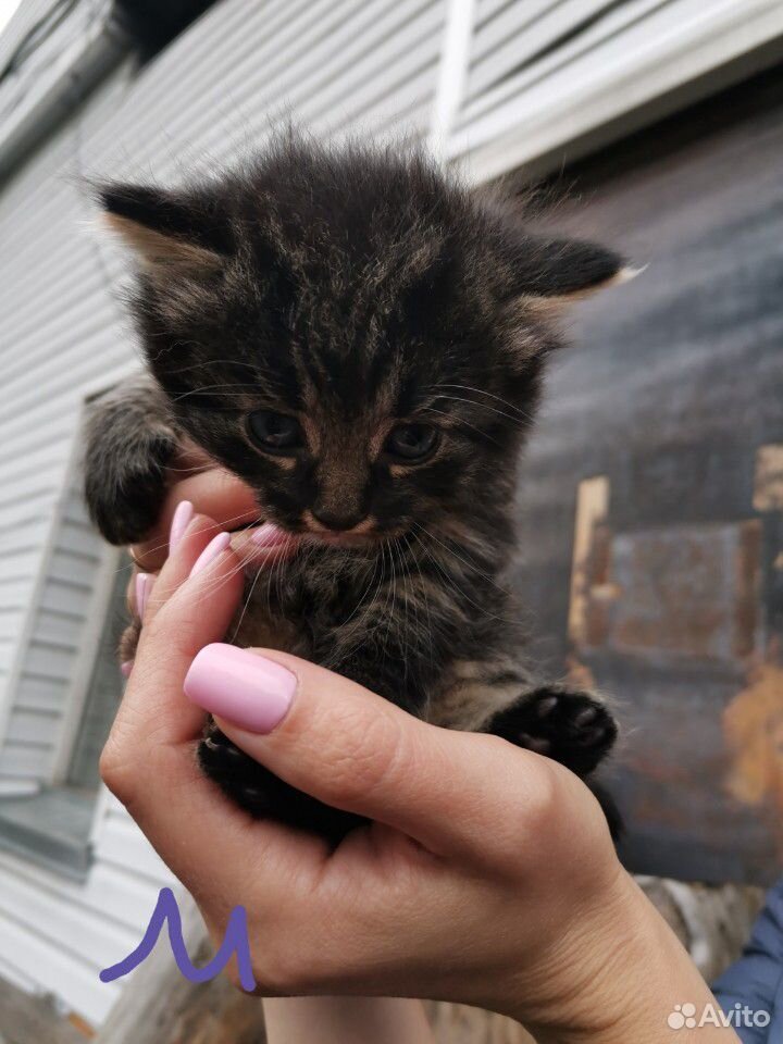 Кошка