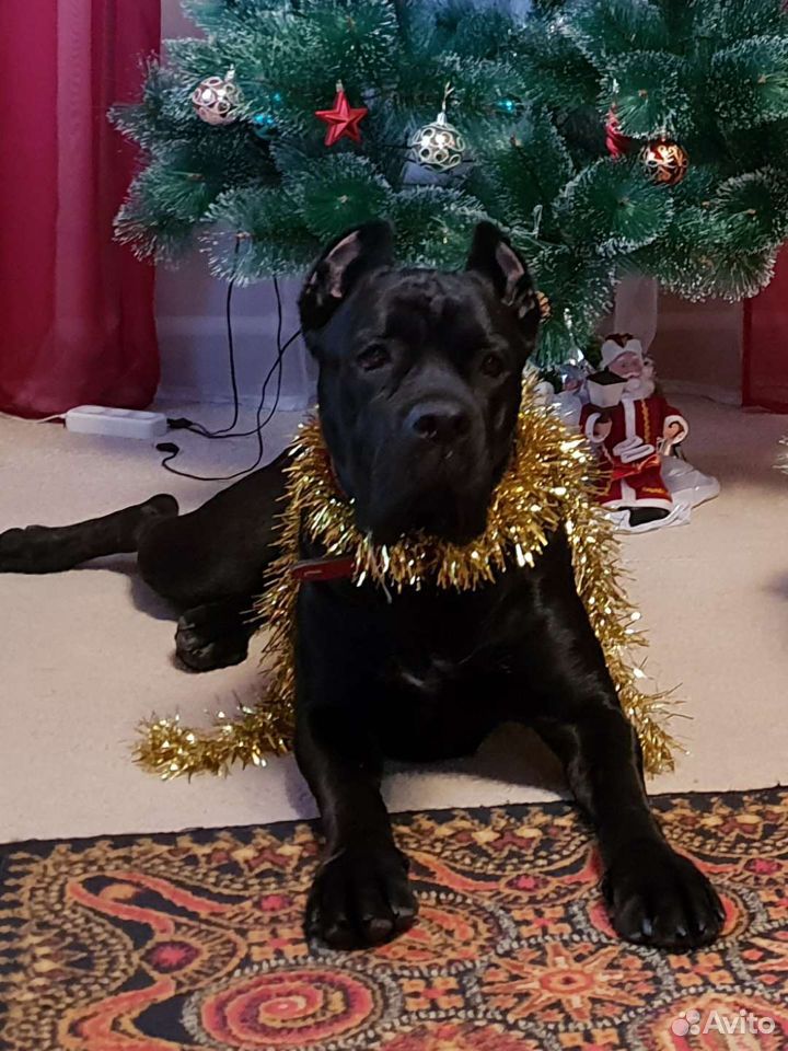 Итальянский Кане Корсе