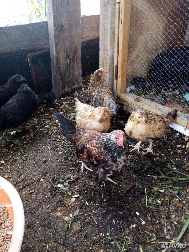 Цыплята и куры бентамки