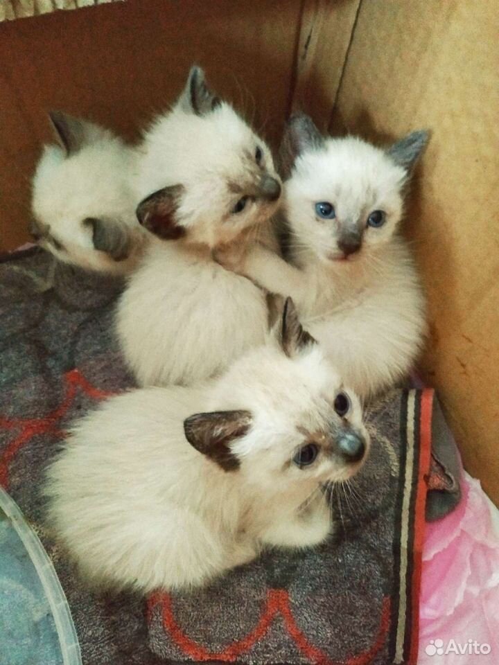 Белые пушистые котята