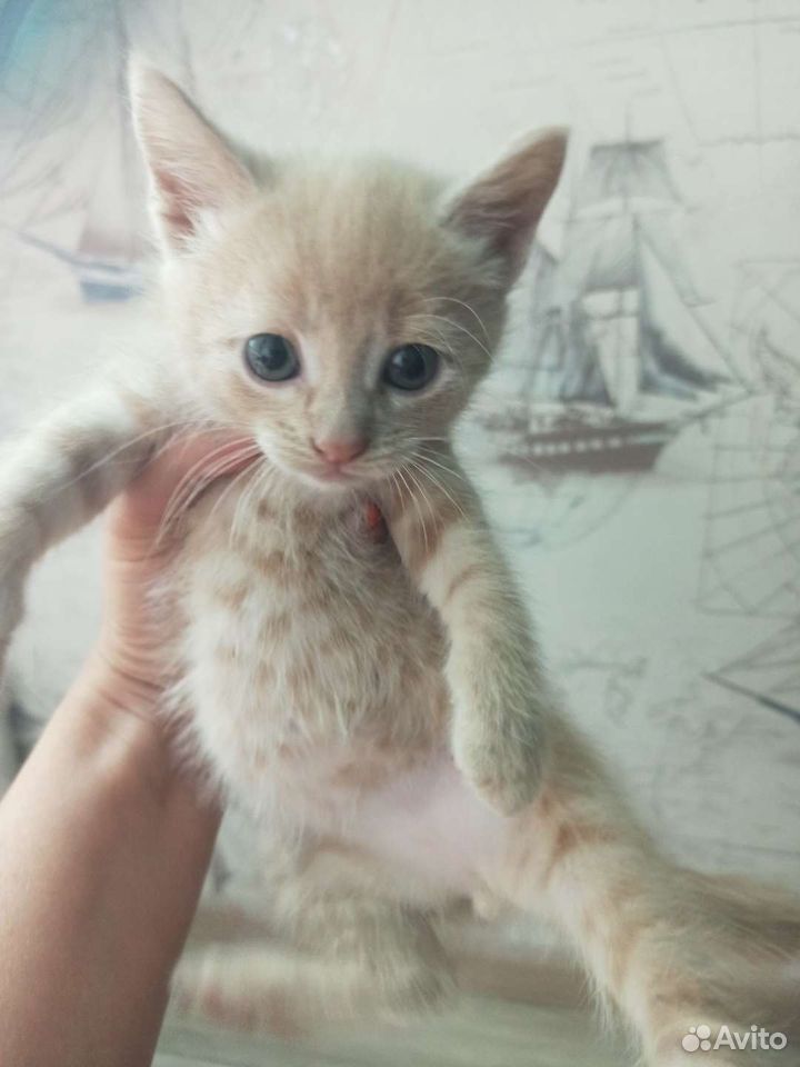 Котята