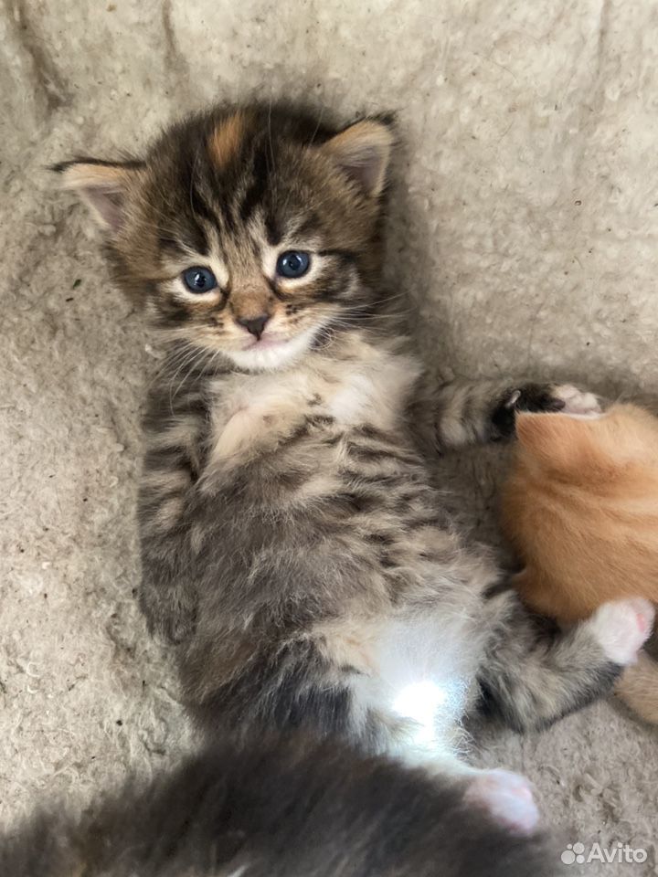 Котята от мэйкуна