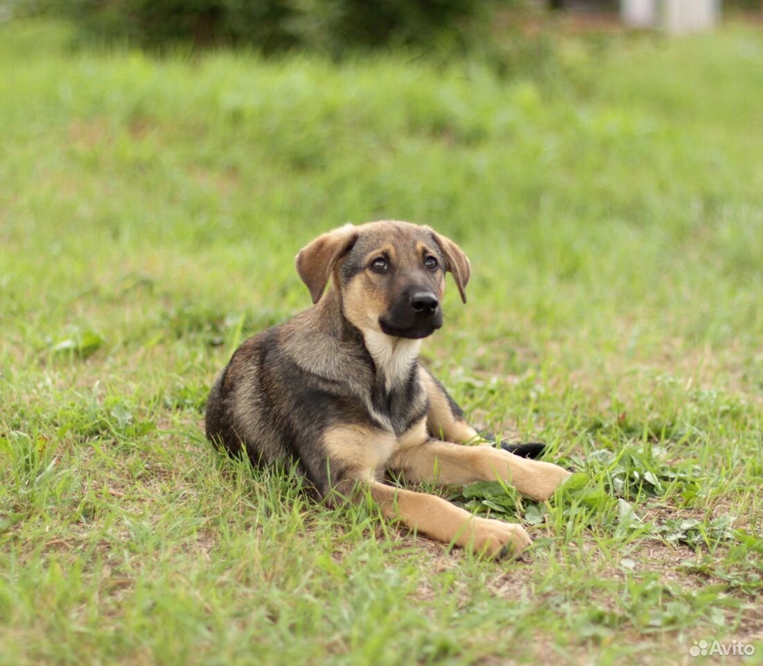 Малыш Арчи-щенок с глазами человека, в дар