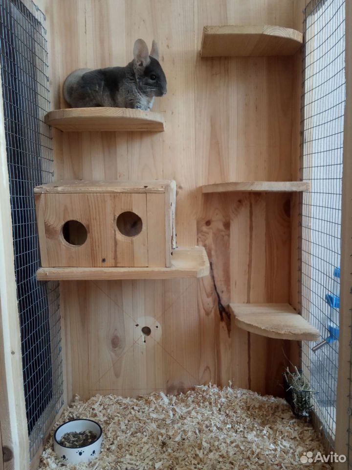 Шиншилла с клеткой