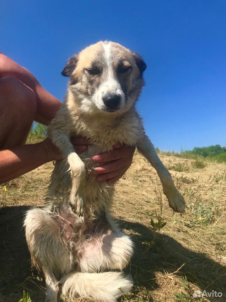 Молли в добрые руки