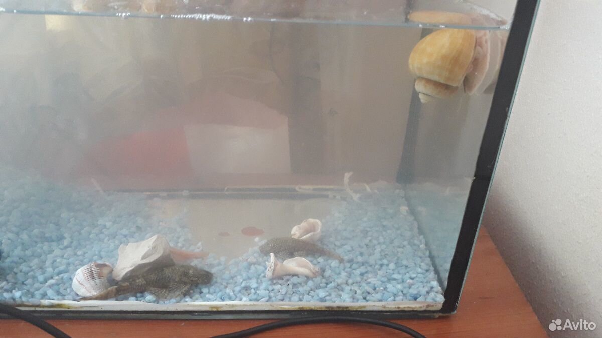 Отдам в хорошие руки 3 сомика и 1 улитка