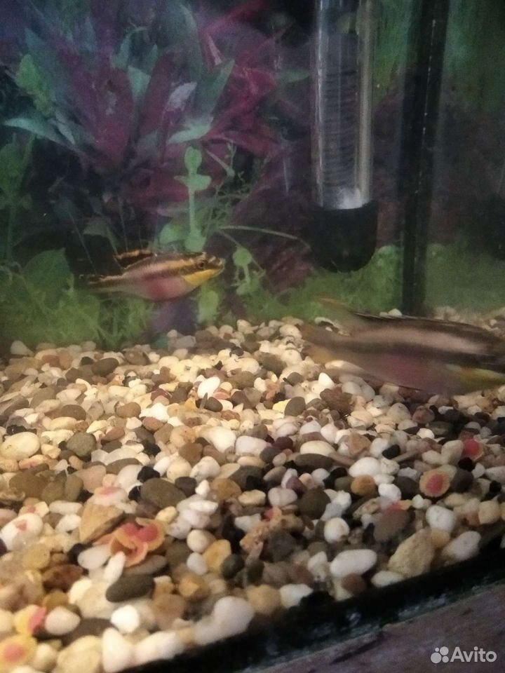 Пара пельвикахромисов нерестовая