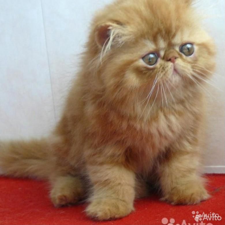 Котики Персы и Экзоты