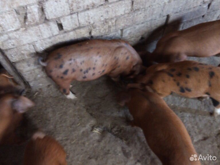 Поросята дюрок - ландрас