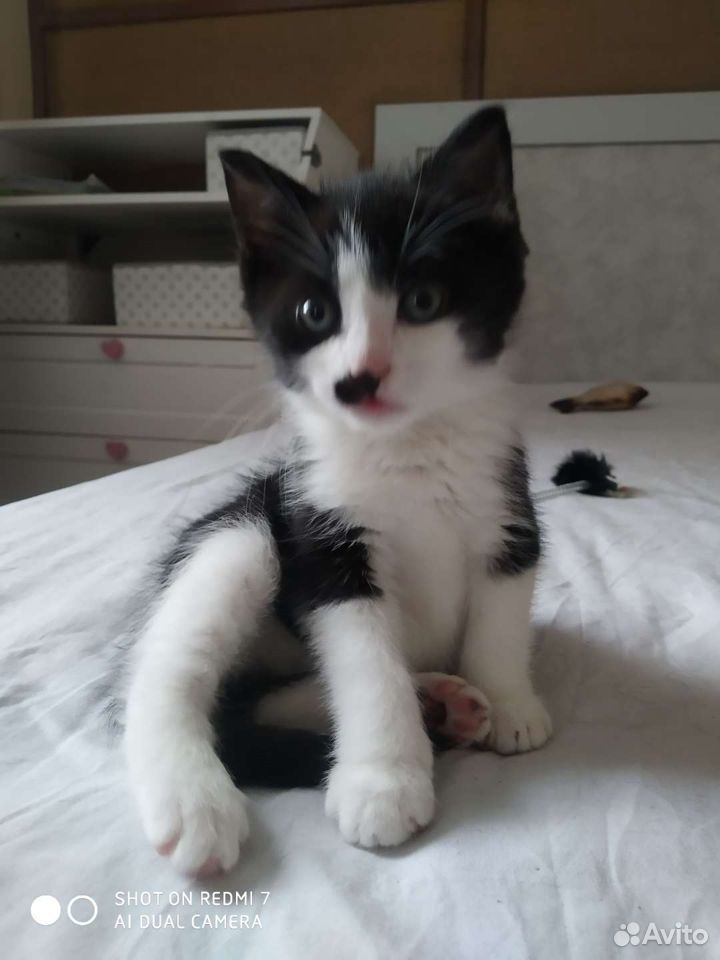 Котенок в добрые руки