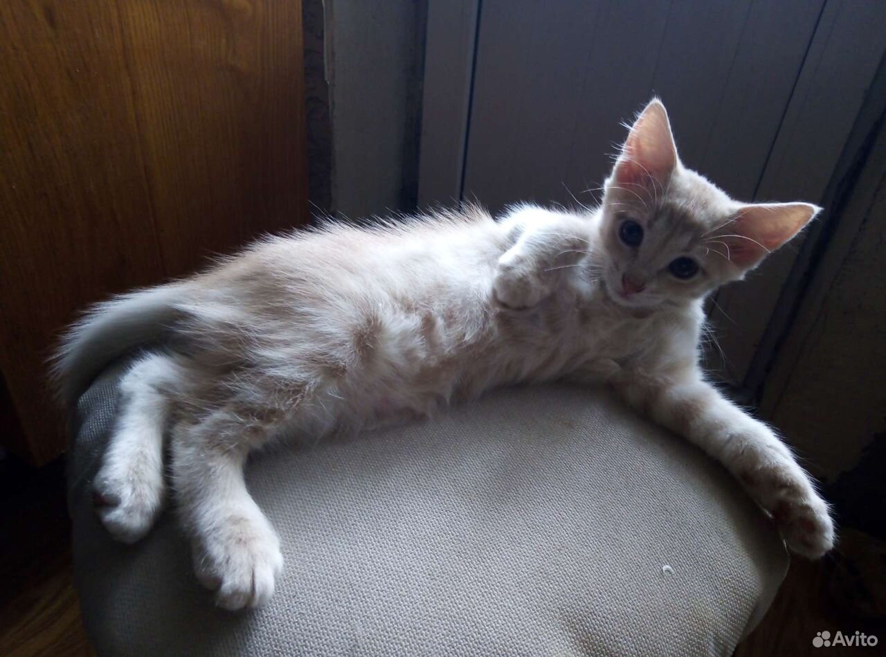 Полусибирская девочка