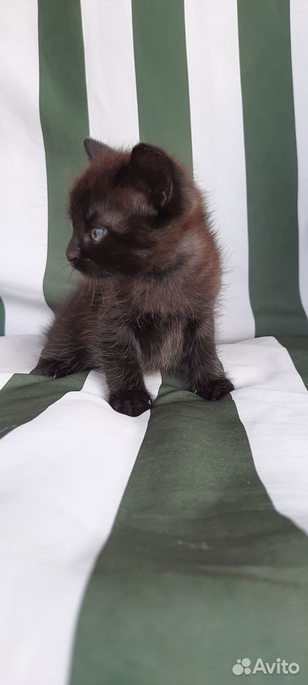 Котик,мама сиамская кошечка,бесплатно