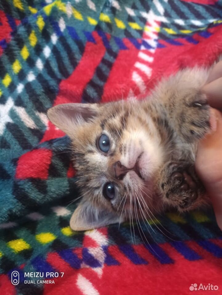 Котенок