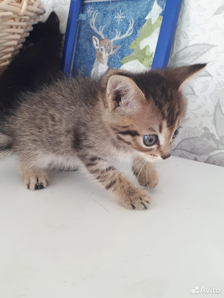Котенок бобтейл 1 мес