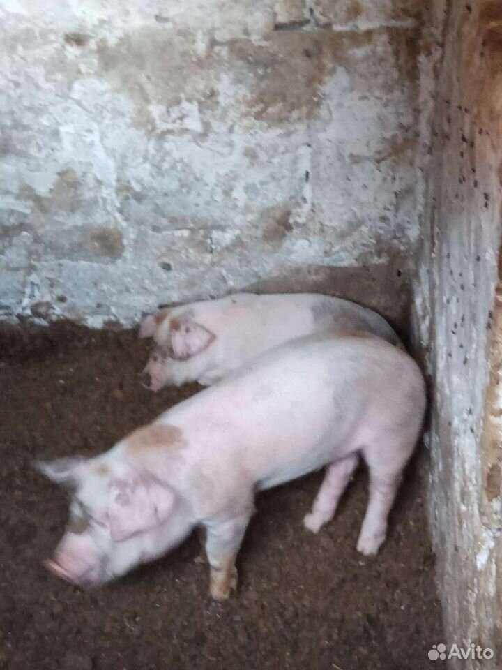 Поросенок ландрас с дюрком