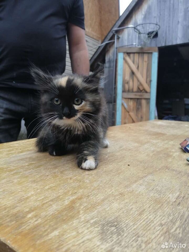 Кошка