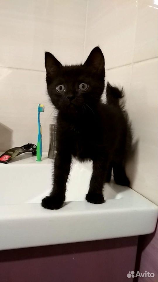 Необычный котенок-девочка